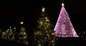 About the Tree - National Christmas Tree Lighting