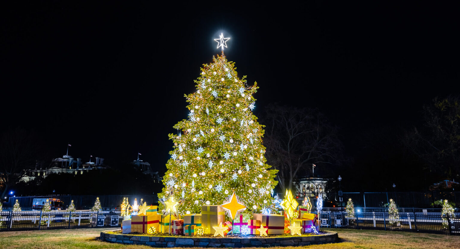 About the Tree - National Christmas Tree Lighting